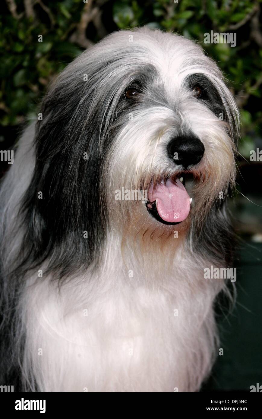 May 25, 2006 - Hollywood, LOS ANGELES, USA - COAL.DOG ACTOR FROM SHAGGY ...