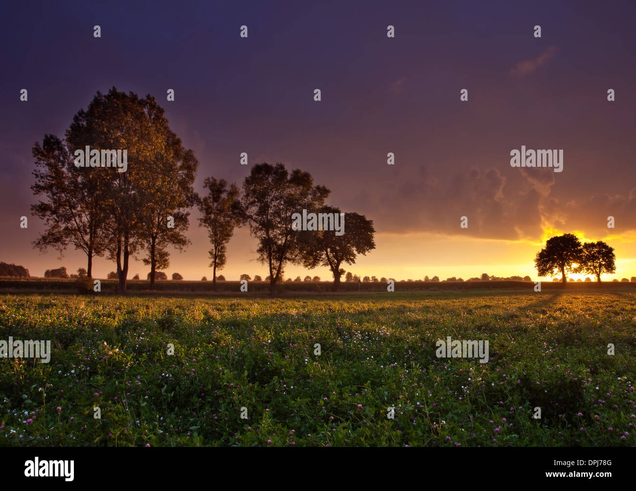 trees and sunset landscape Stock Photo - Alamy