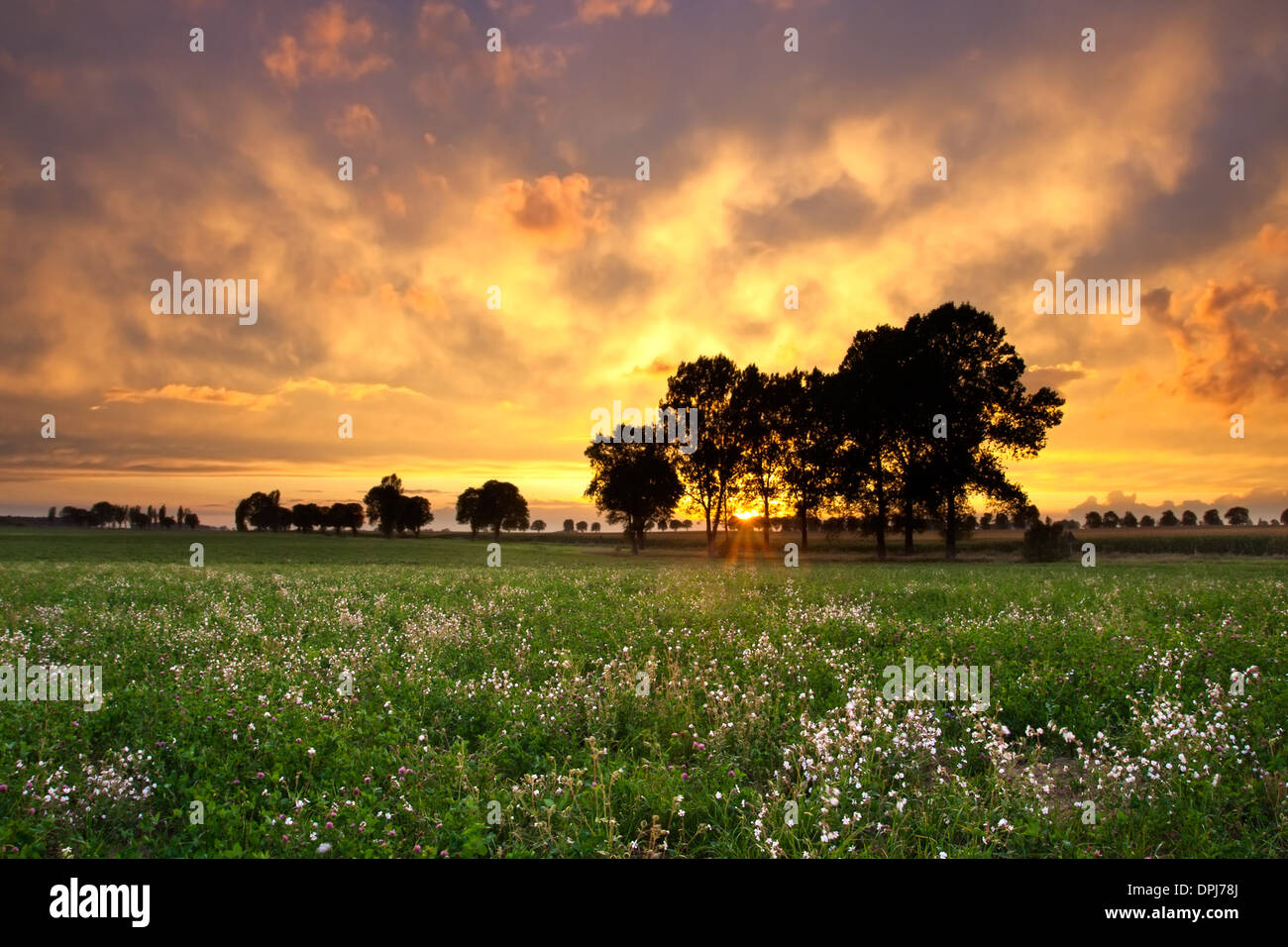 trees and sunset landscape Stock Photo - Alamy