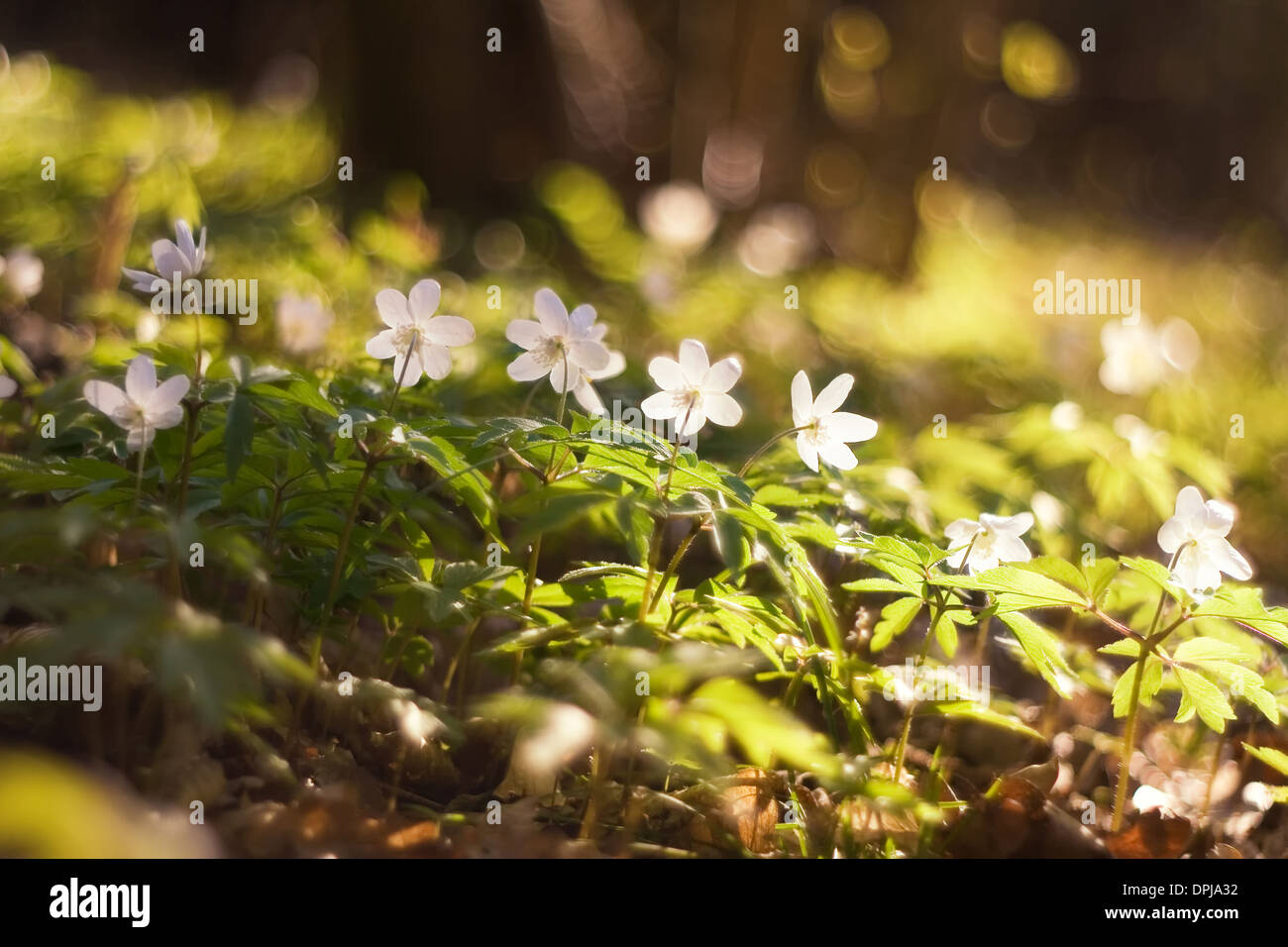Beautiful wood anemones bloom hi-res stock photography and images - Alamy