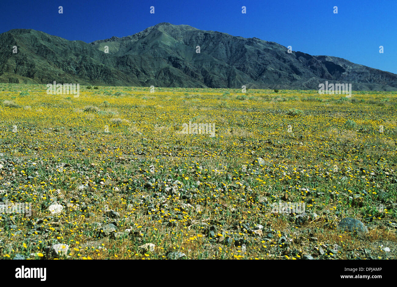 Elk248-1743 California, Death Valley National Park, spring display of ...
