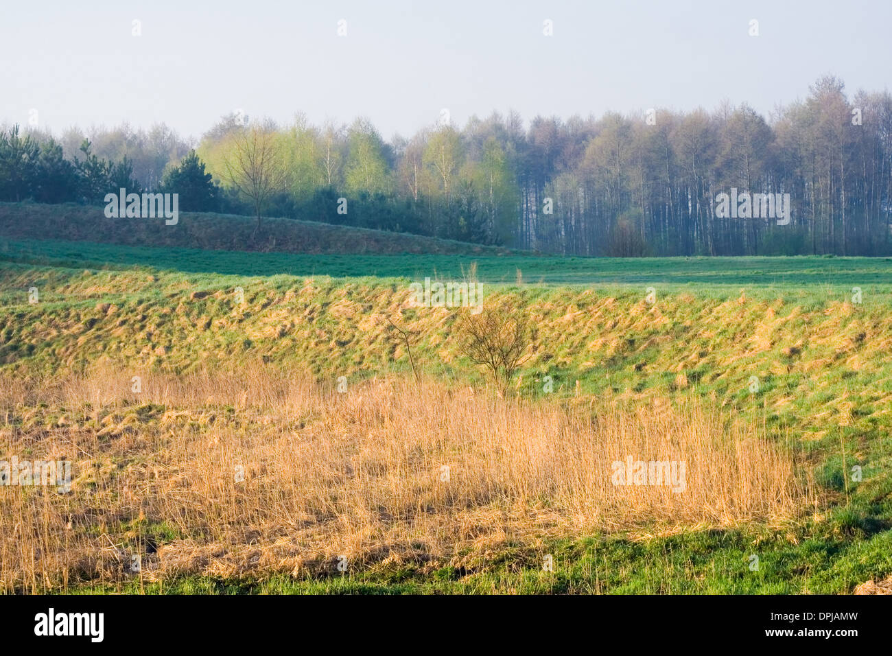 Grassy field at autumn. Natural landscape Stock Photo - Alamy