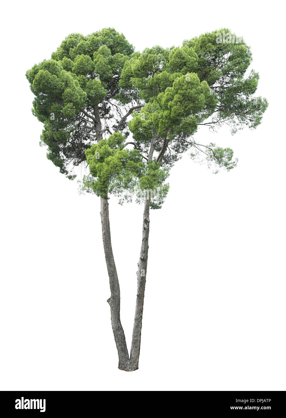 Tall Plant White Background