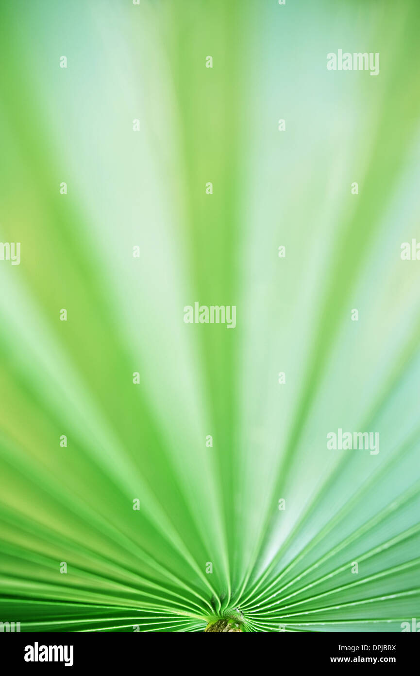 Abstract leaves background hi-res stock photography and images - Alamy