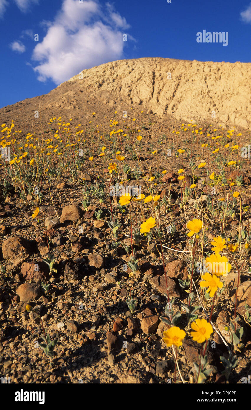 Death valley wildflowers hi-res stock photography and images - Alamy