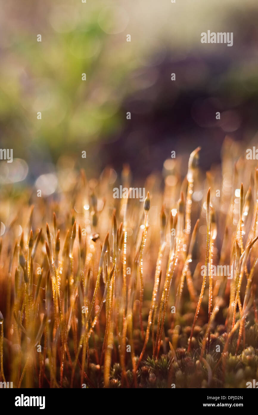 Wet m hi-res stock photography and images - Alamy