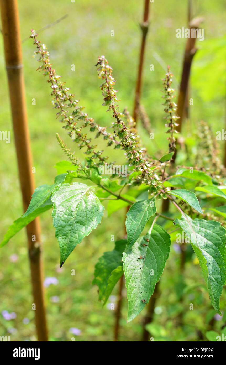 Krishna tulasi hi-res stock photography and images - Alamy