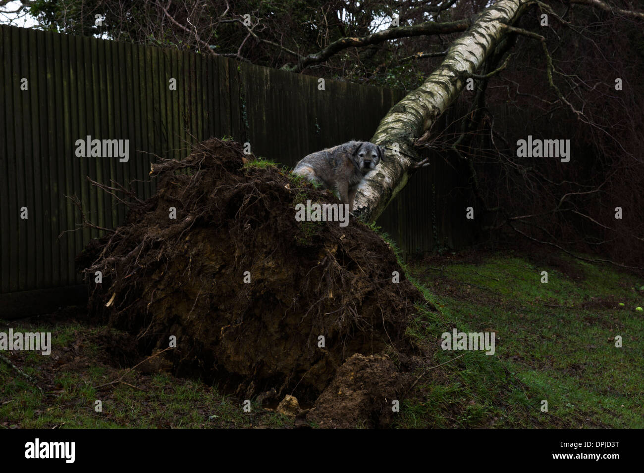 Silver birch tree blowing in wind hi-res stock photography and images ...