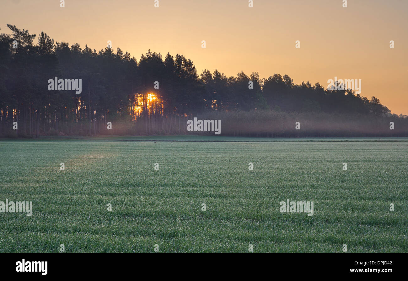 sunrise over field Stock Photo - Alamy