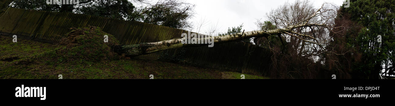 fallen down silver birch roots tree garden fence Stock Photo - Alamy