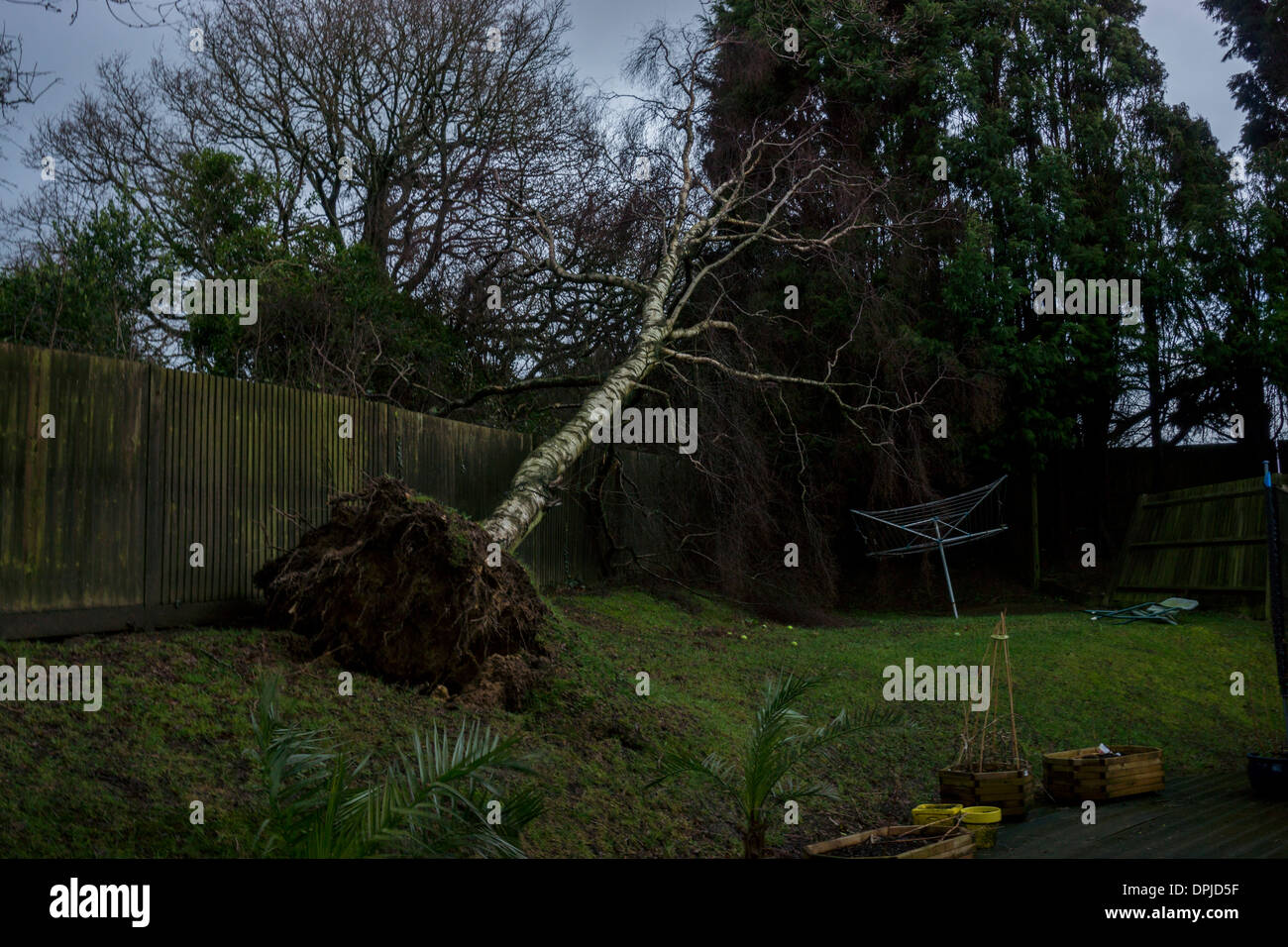 Silver birch tree garden home hi-res stock photography and images - Alamy