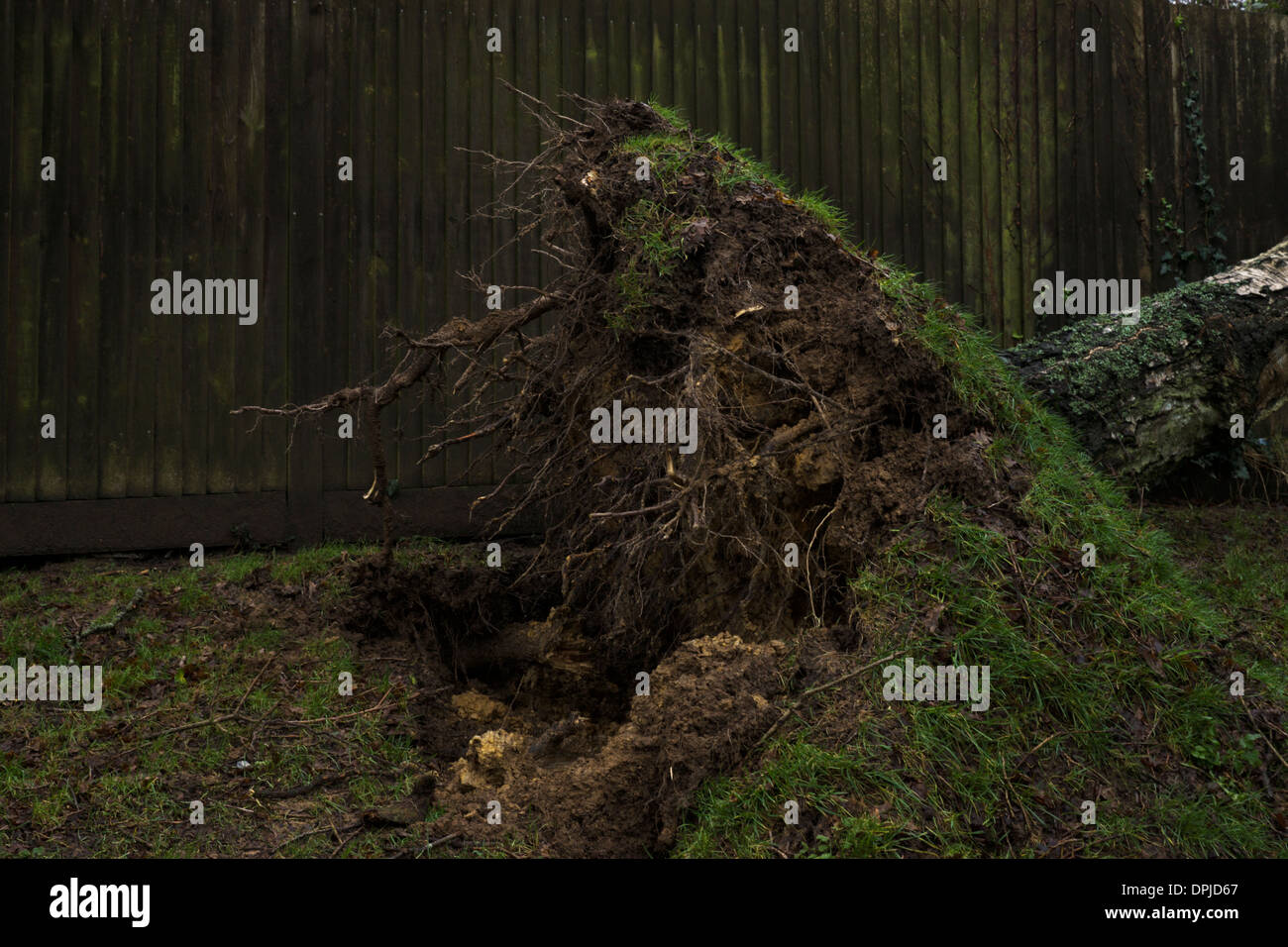 fallen down silver birch roots tree garden fence Stock Photo - Alamy