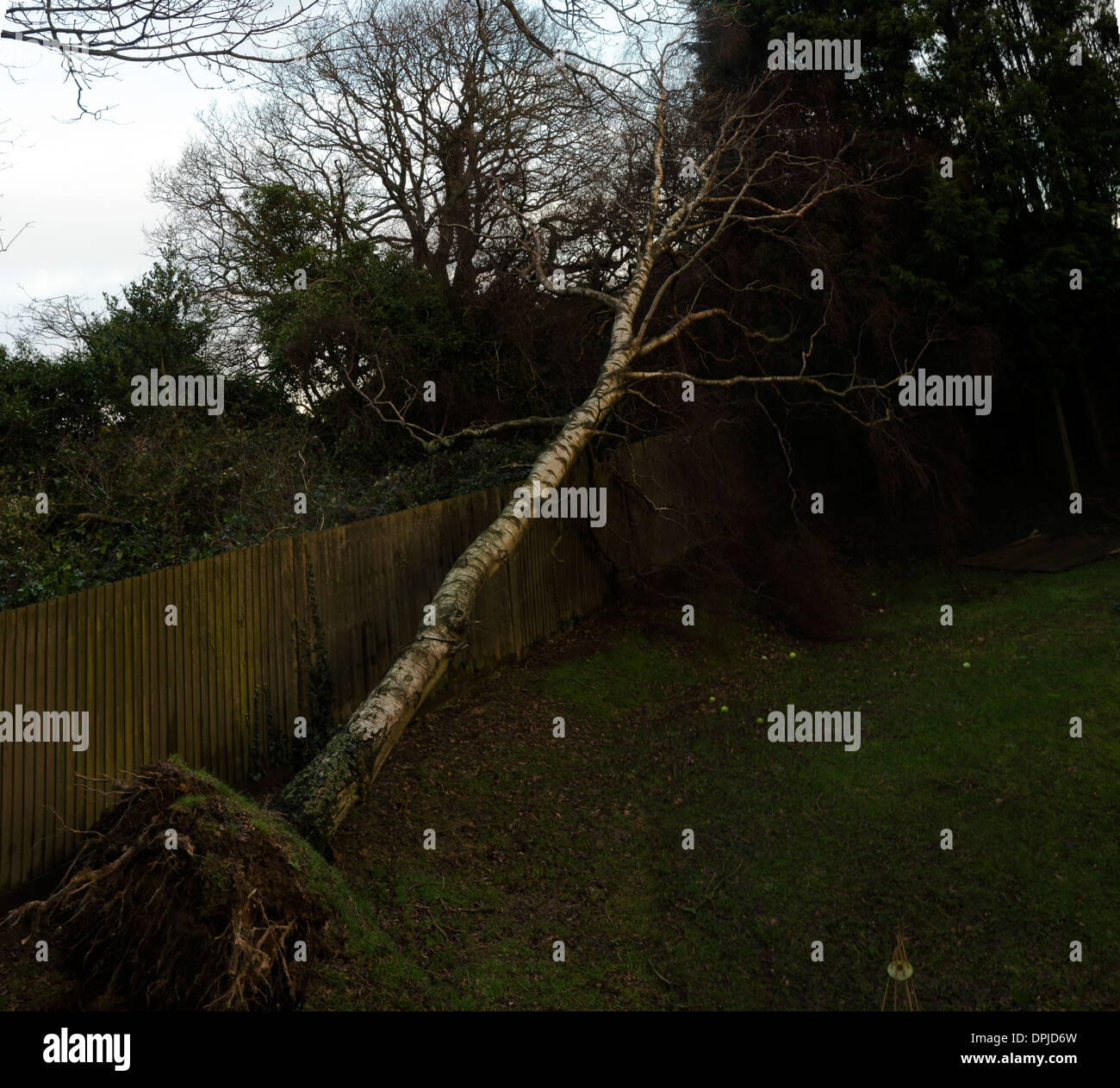 fallen down silver birch roots tree garden fence Stock Photo - Alamy