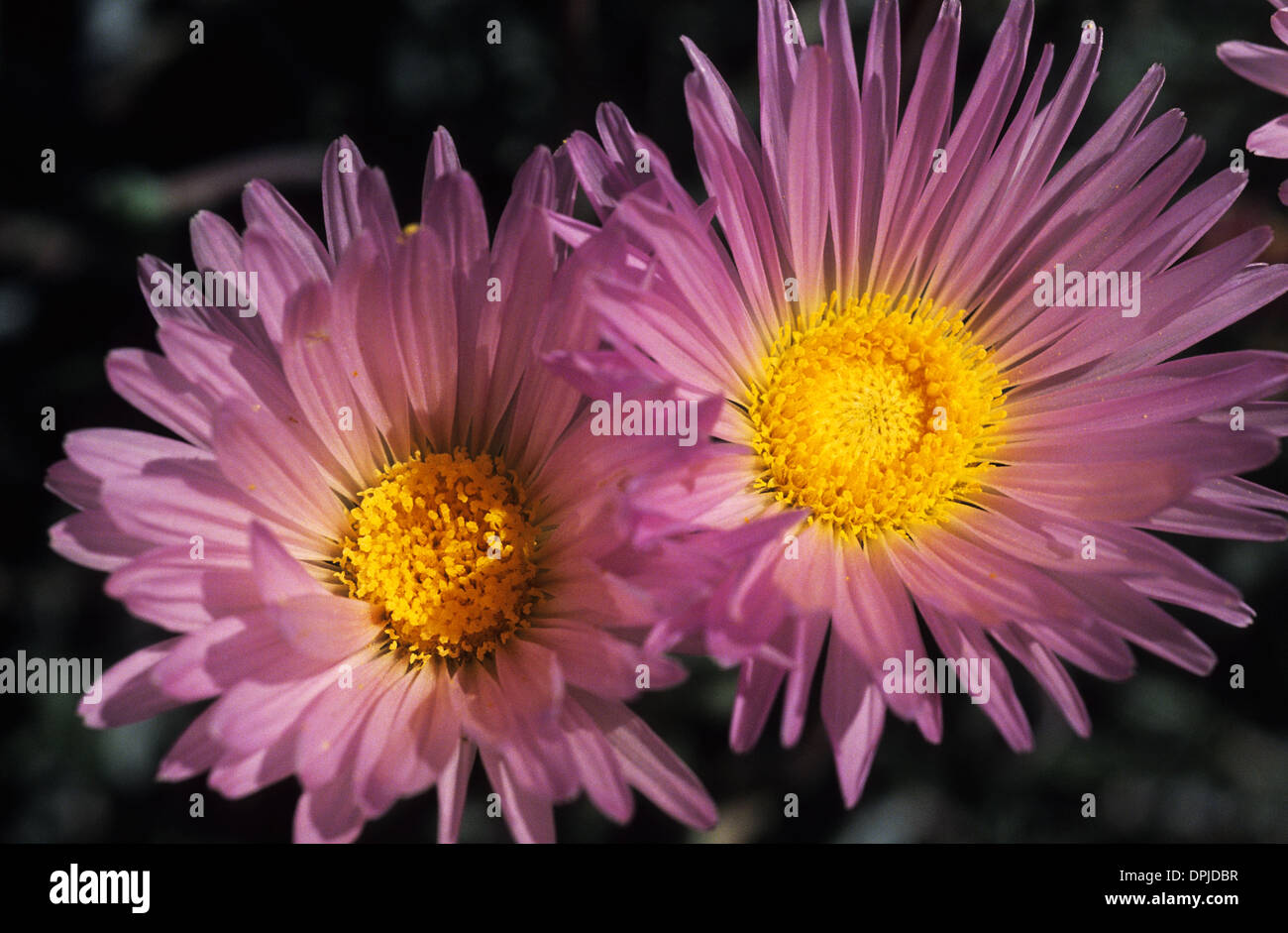 Mojave desert flowers hi-res stock photography and images - Alamy