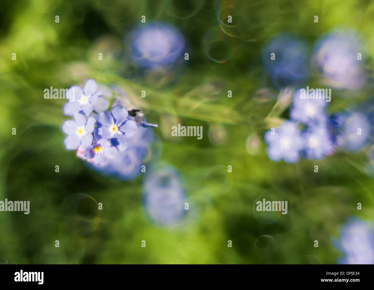 forget me not flowers close up Stock Photo - Alamy