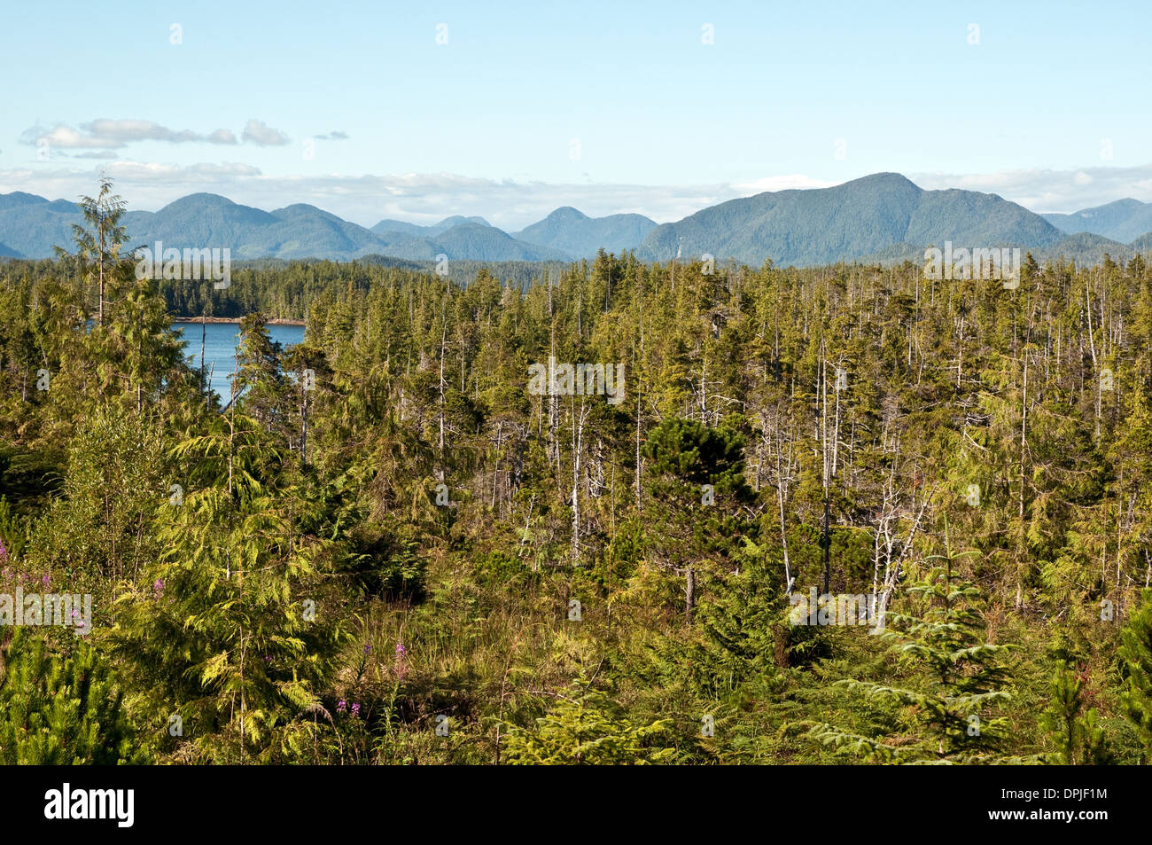 A view of the Great Bear Rainforest, seen from a mountaintop above the ...