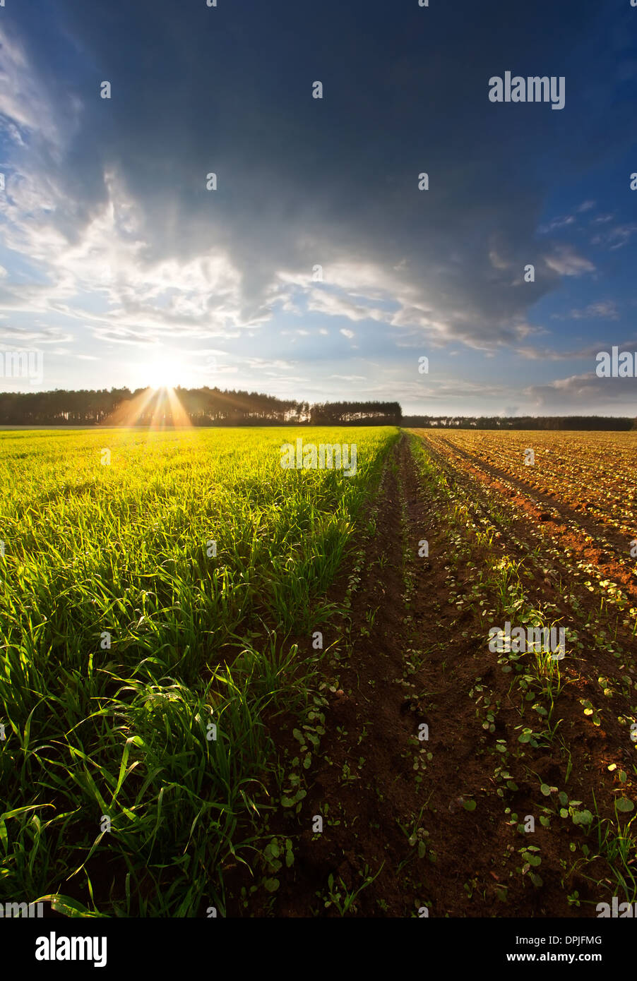 spring field sunrise Stock Photo - Alamy