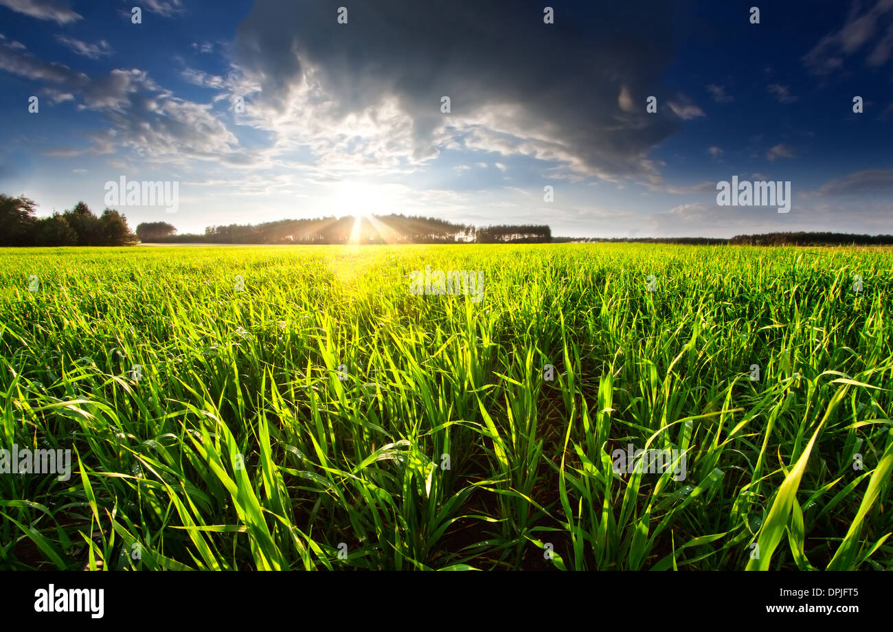 spring field sunrise Stock Photo - Alamy