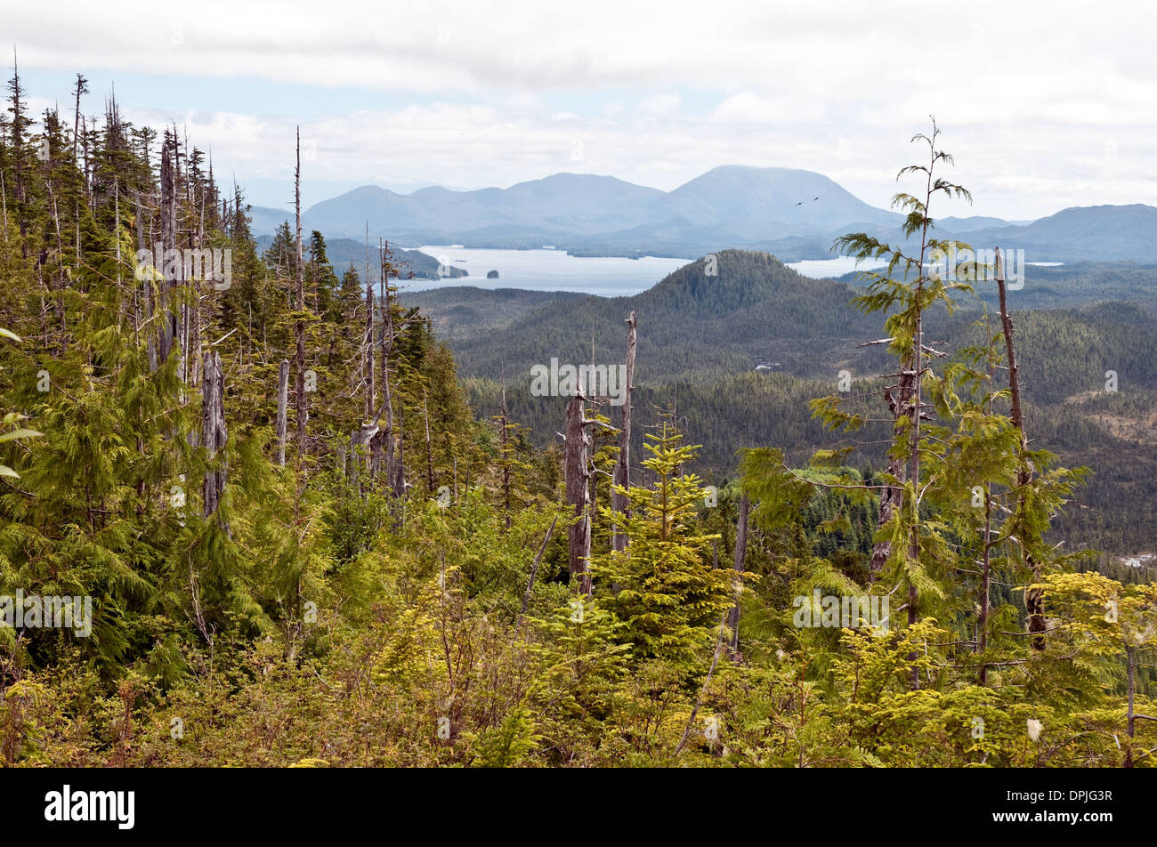 A view of the Great Bear Rainforest, seen from a mountaintop above the ...