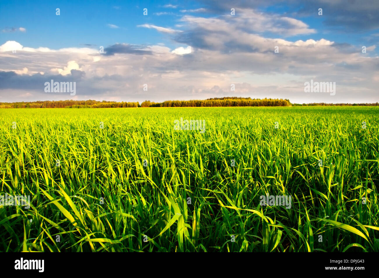 Spring field sunrise Stock Photo - Alamy
