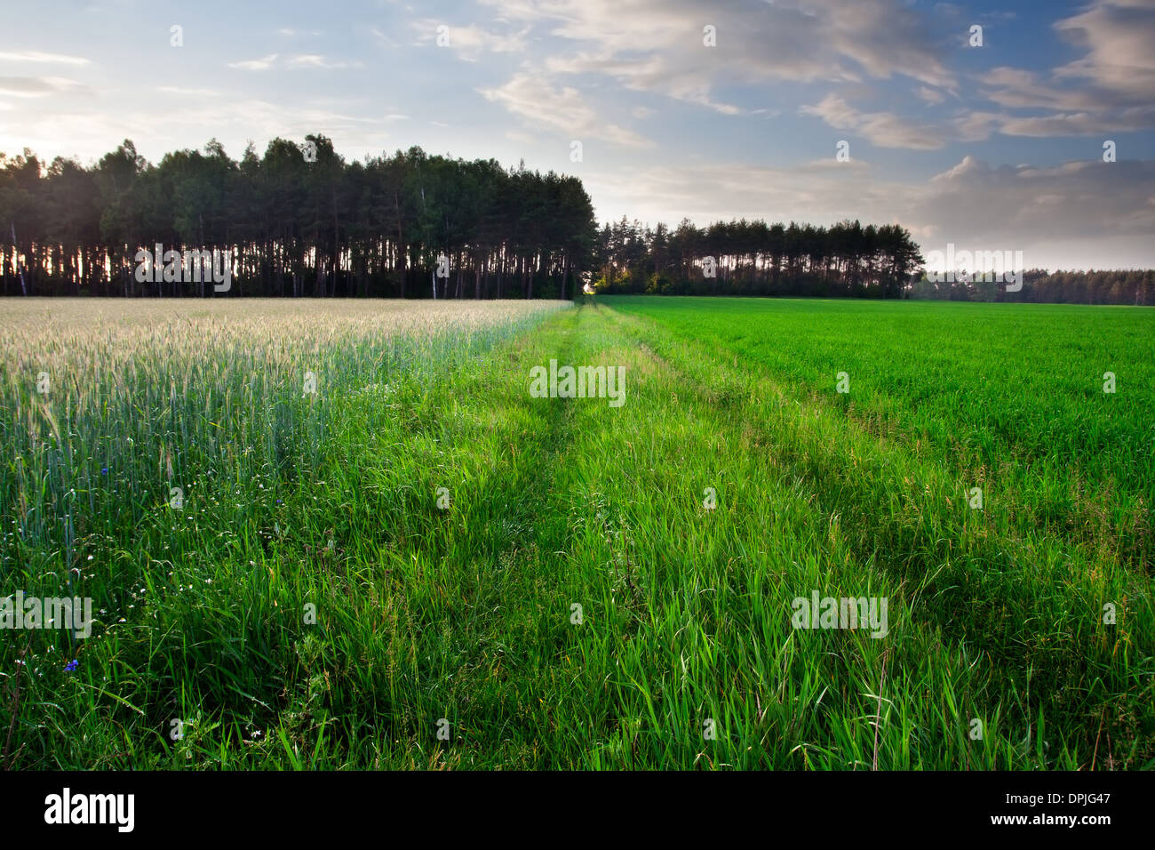 sunset on grass field Stock Photo - Alamy