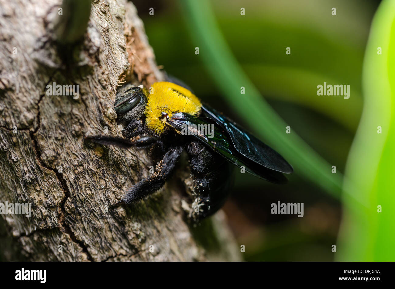 Carpenter bee hi-res stock photography and images - Alamy