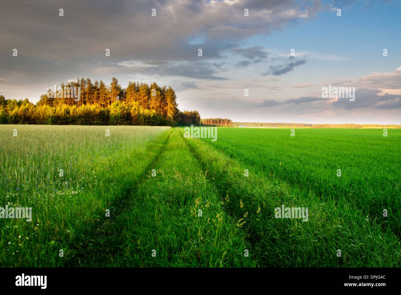 sunset on grass field Stock Photo - Alamy