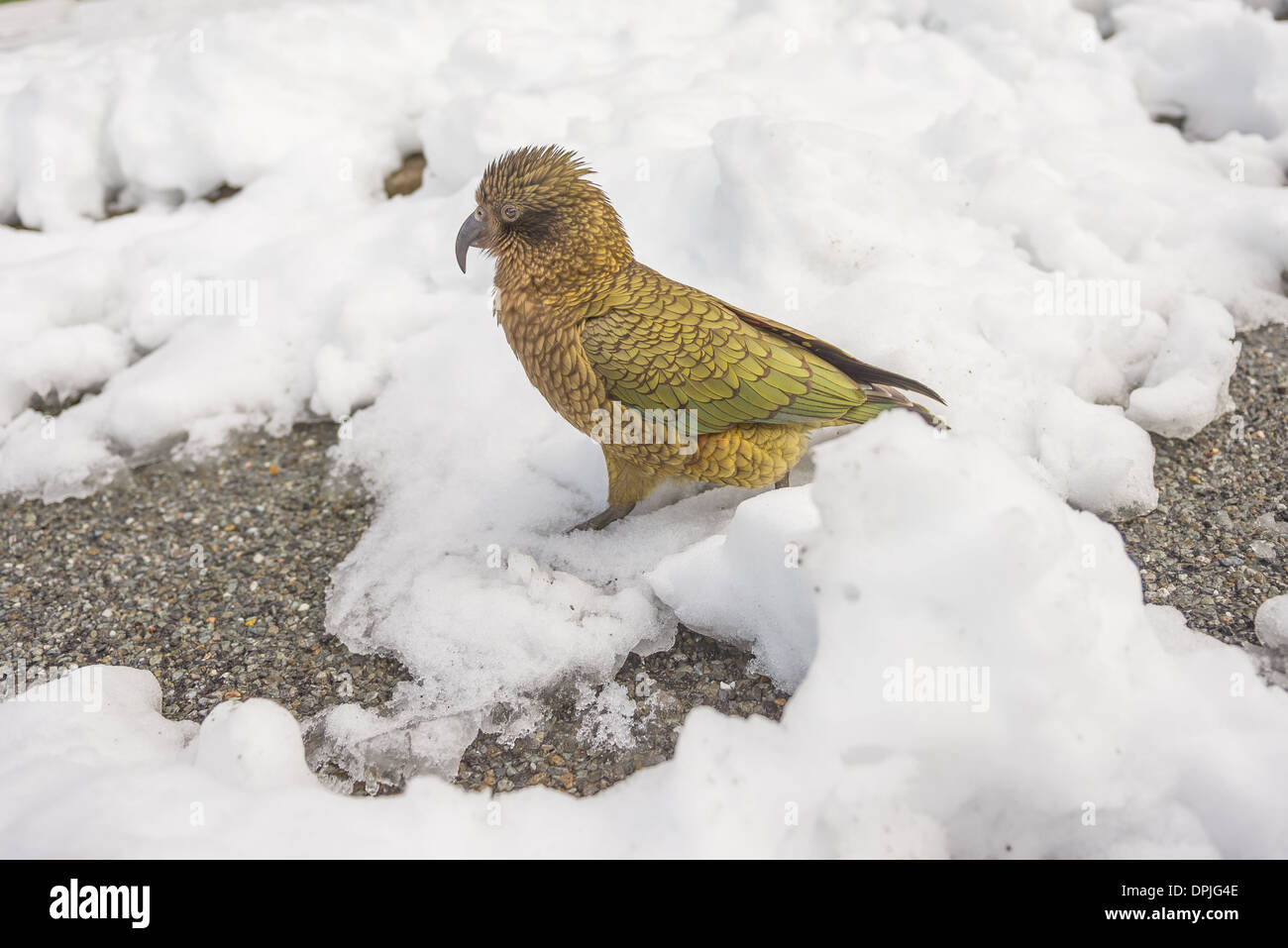 Kea parrot snow hi-res stock photography and images - Alamy