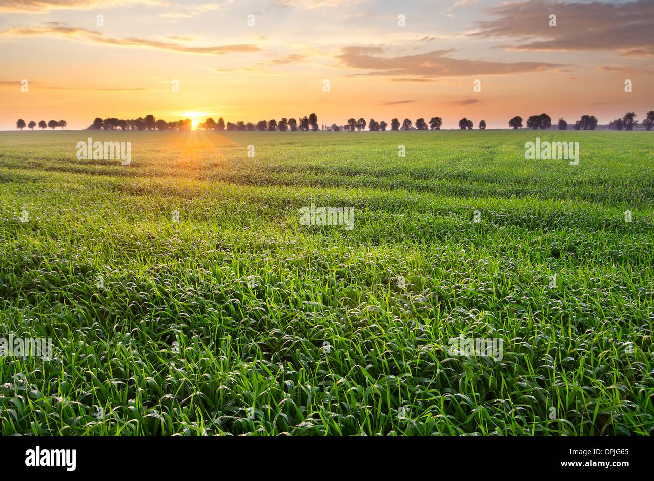 spring field sunrise Stock Photo - Alamy