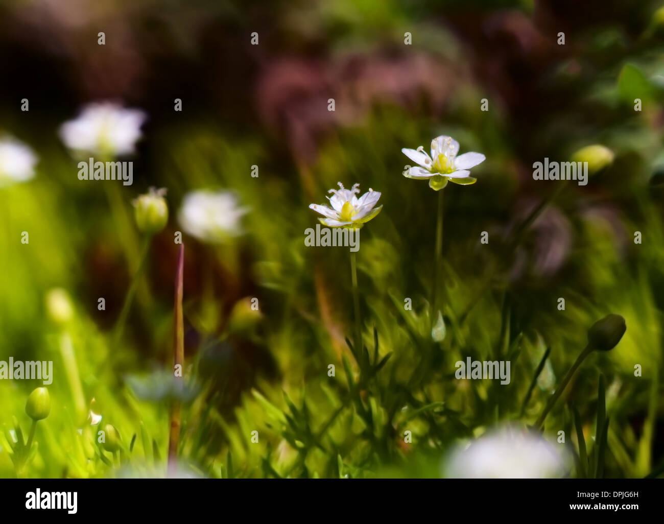 Small white flowers grow hi-res stock photography and images - Alamy