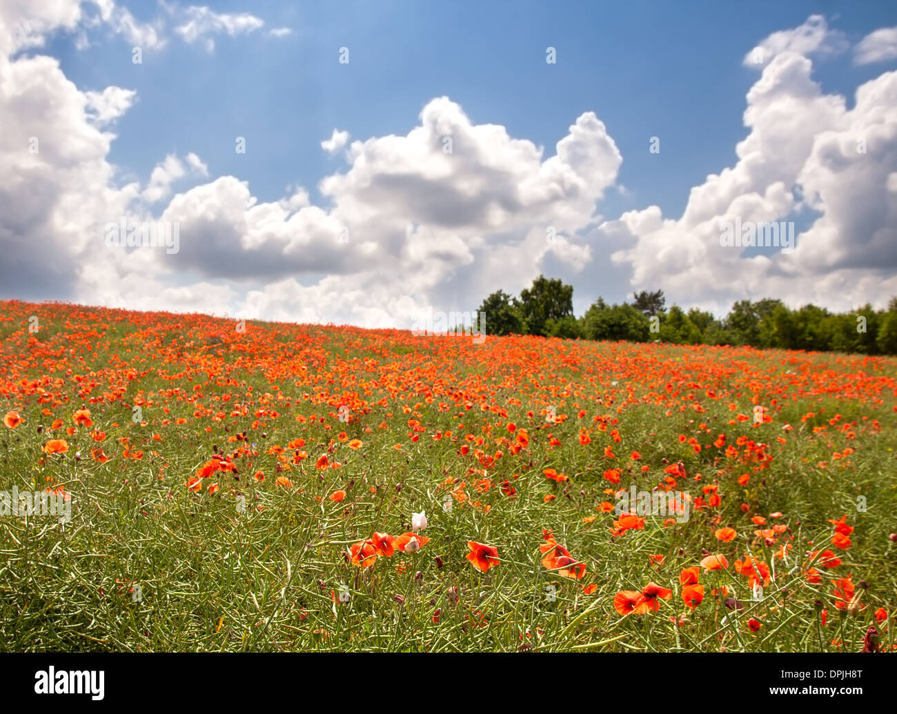 red poppy field Stock Photo - Alamy