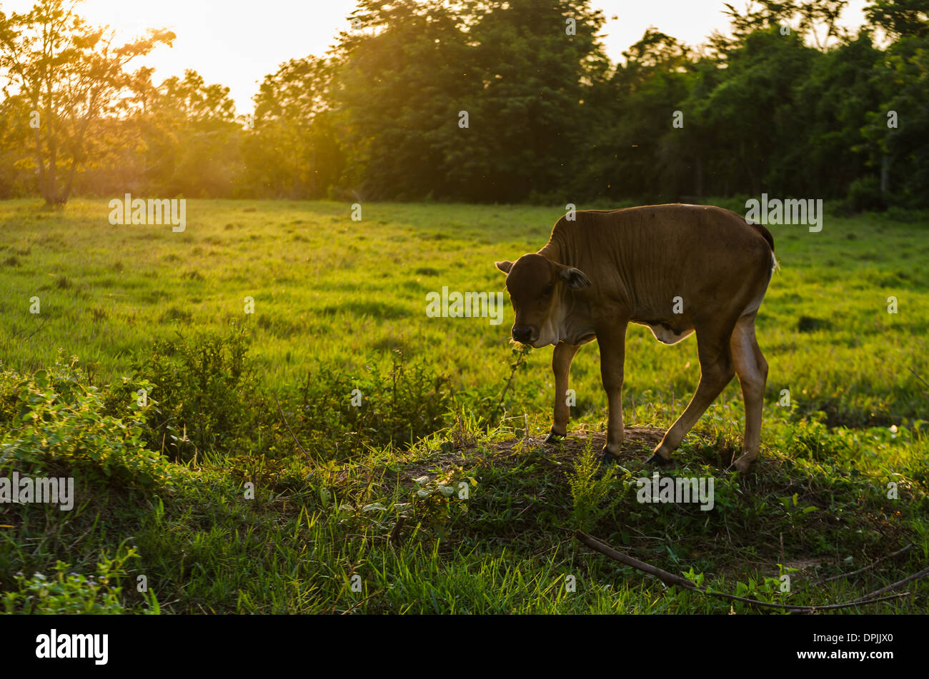 Cow and grass in the nature or in the farm Stock Photo - Alamy