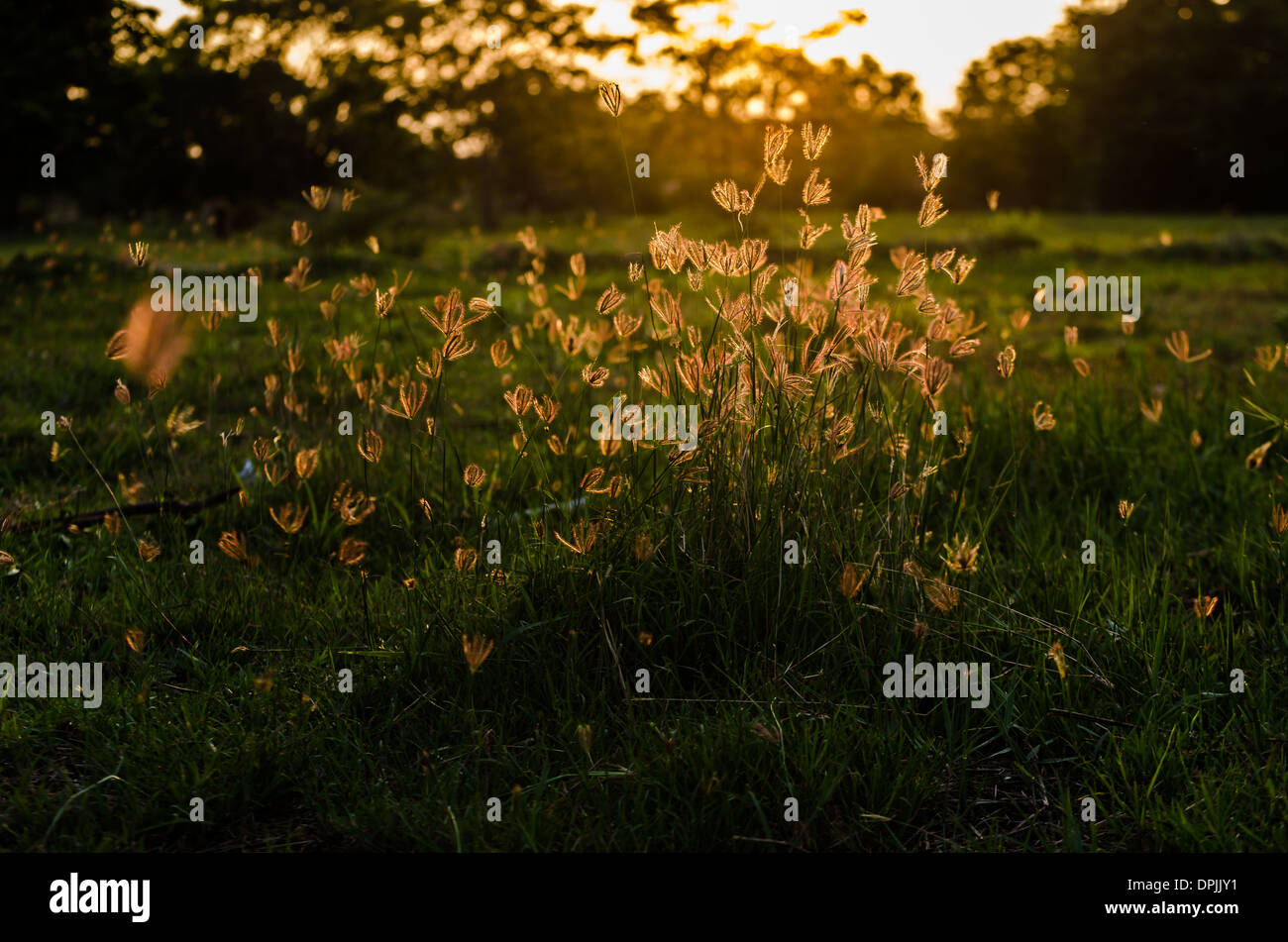 Grass bloom plant in the green nature or in the garden Stock Photo - Alamy
