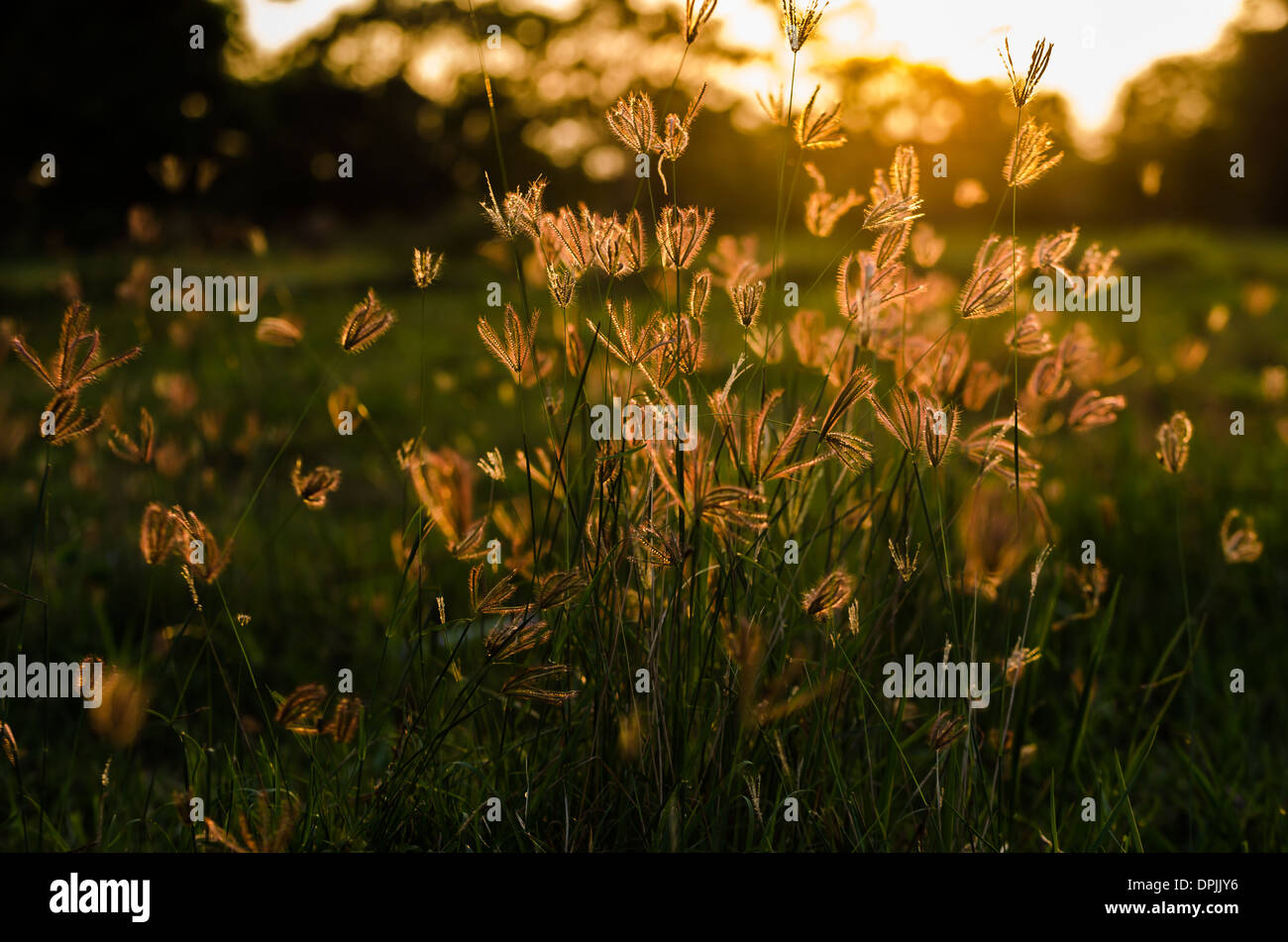 Grass bloom plant in the green nature or in the garden Stock Photo - Alamy