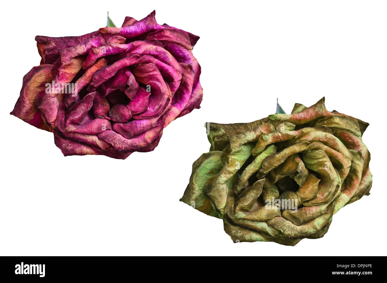 Beautiful ornamental plant red Cut Out Stock Images & Pictures - Alamy