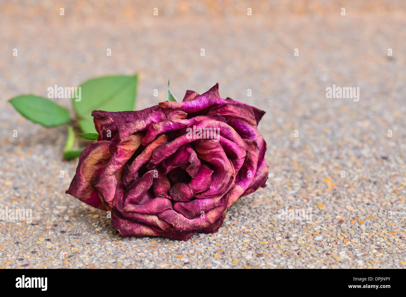 beautiful dry red rose Stock Photo - Alamy
