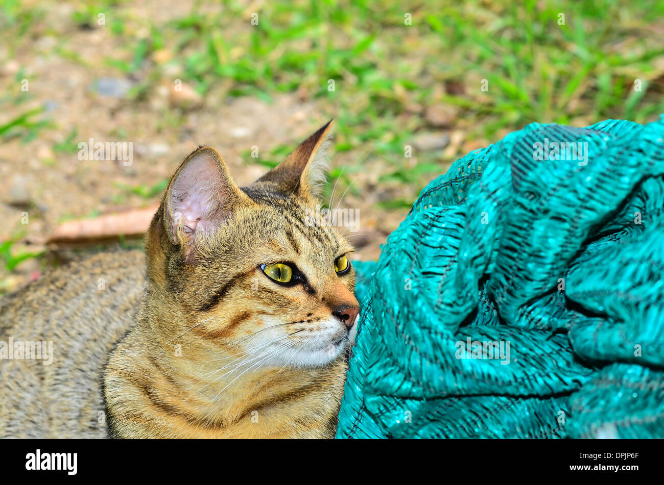 Bengal cat looking to anything Stock Photo - Alamy
