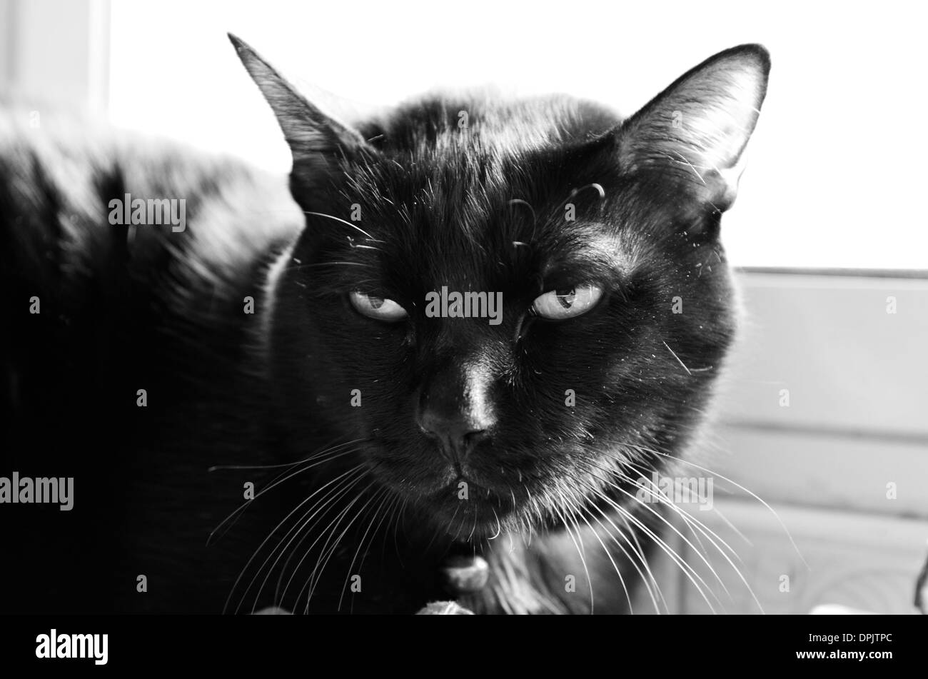 Beautiful Black Cat Stock Photo - Alamy
