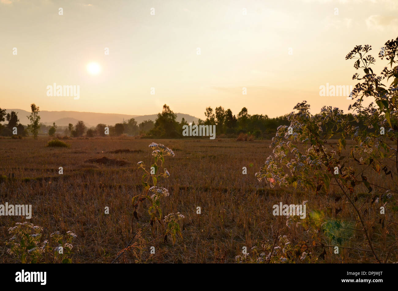Field after harvest dusk dawn hi-res stock photography and images - Alamy