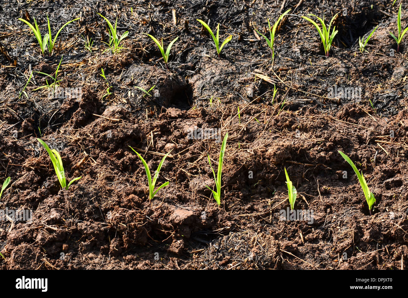 Soft corn hi-res stock photography and images - Alamy