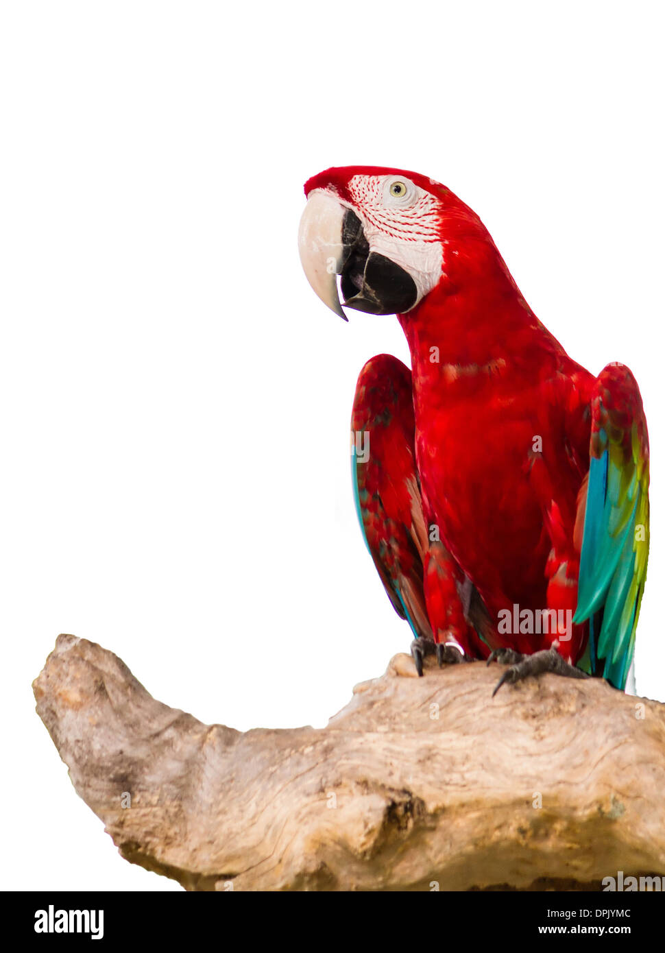 Red macaw on isolate background Stock Photo - Alamy