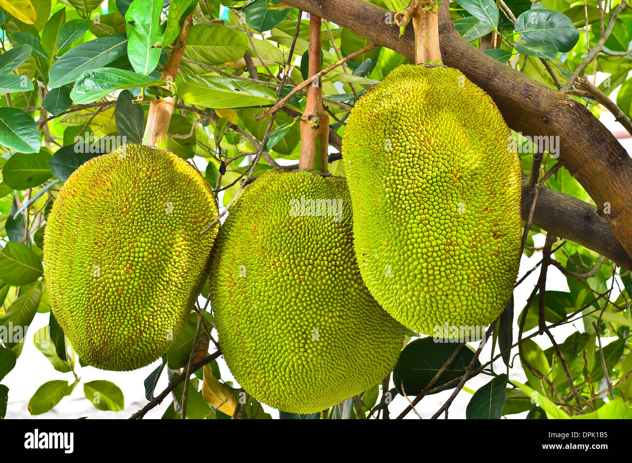 Jackfruit on the tree Stock Photo - Alamy