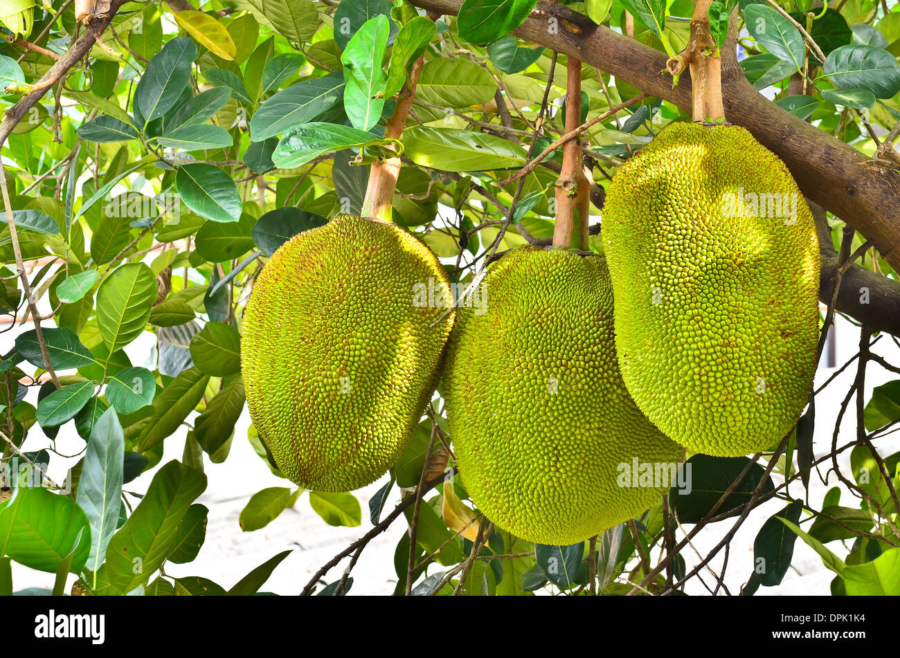 Jackfruit branch hi-res stock photography and images - Alamy