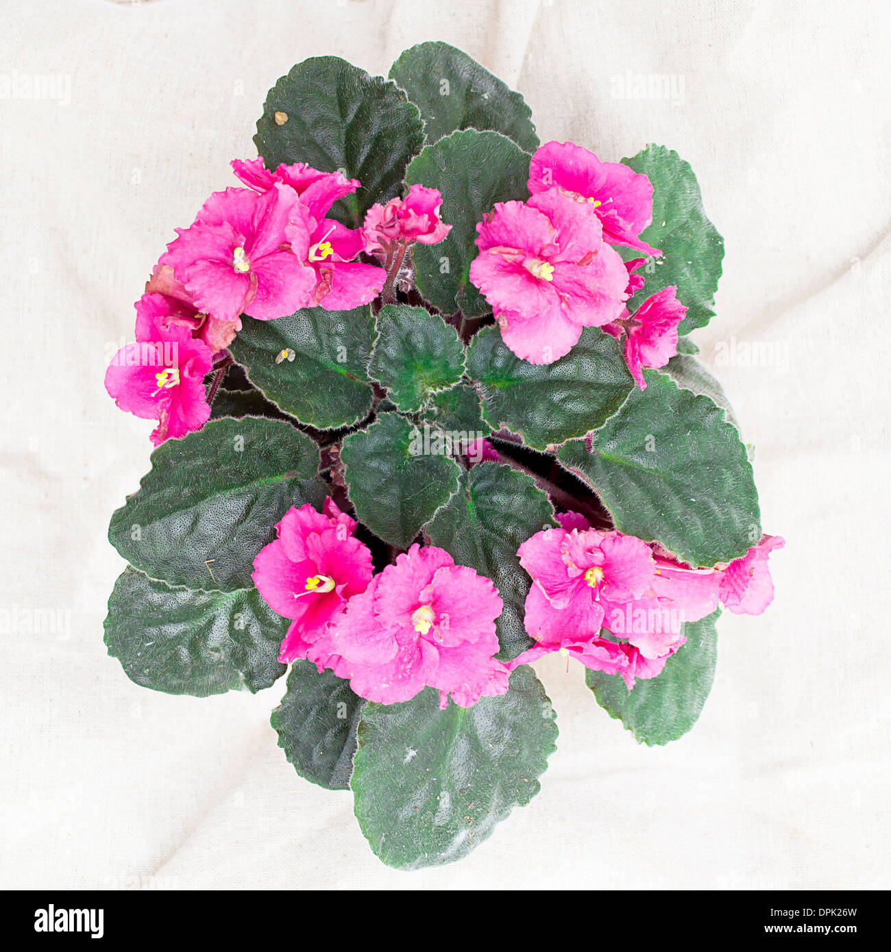 Pink viola hi-res stock photography and images - Alamy