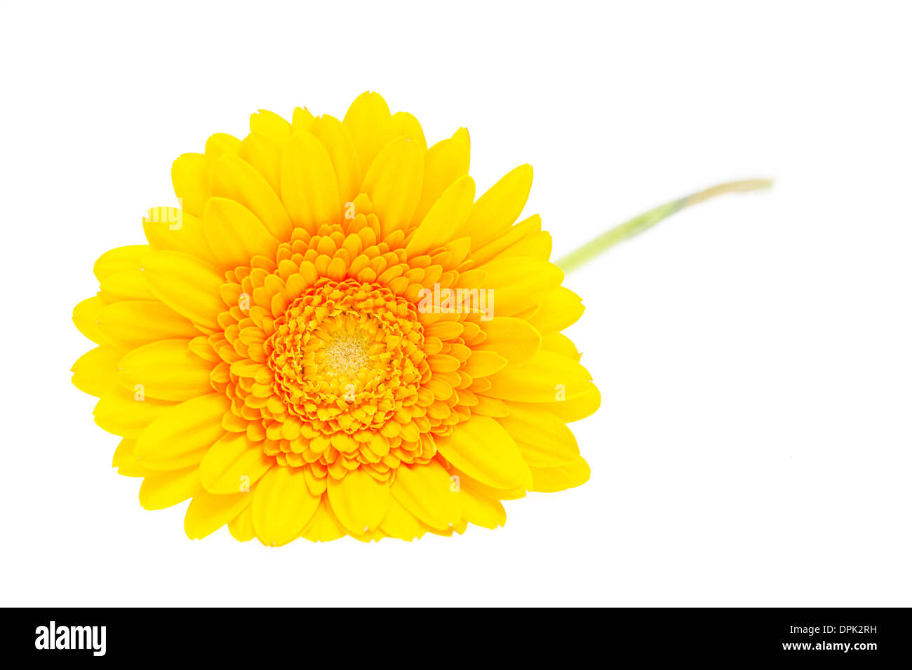 Gerber Daisy isolated on white background Stock Photo - Alamy