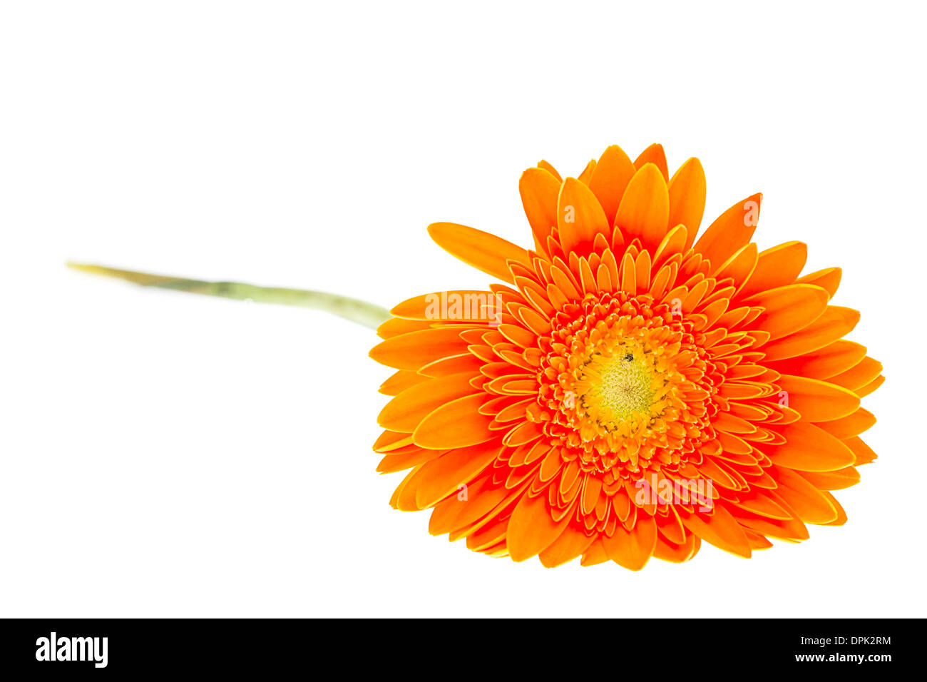 Gerber Daisy isolated on white background Stock Photo - Alamy