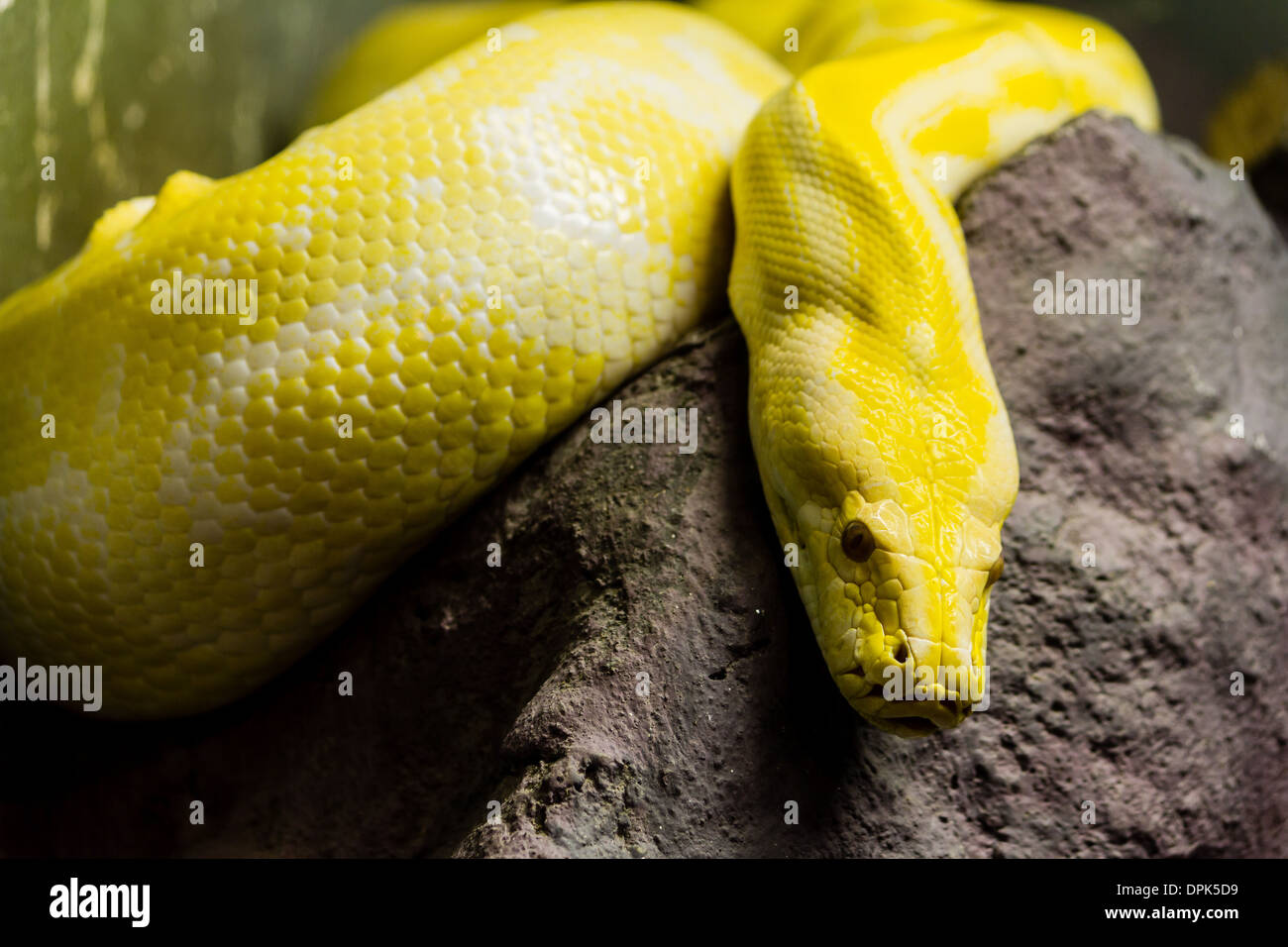 Golden viper hi-res stock photography and images - Alamy