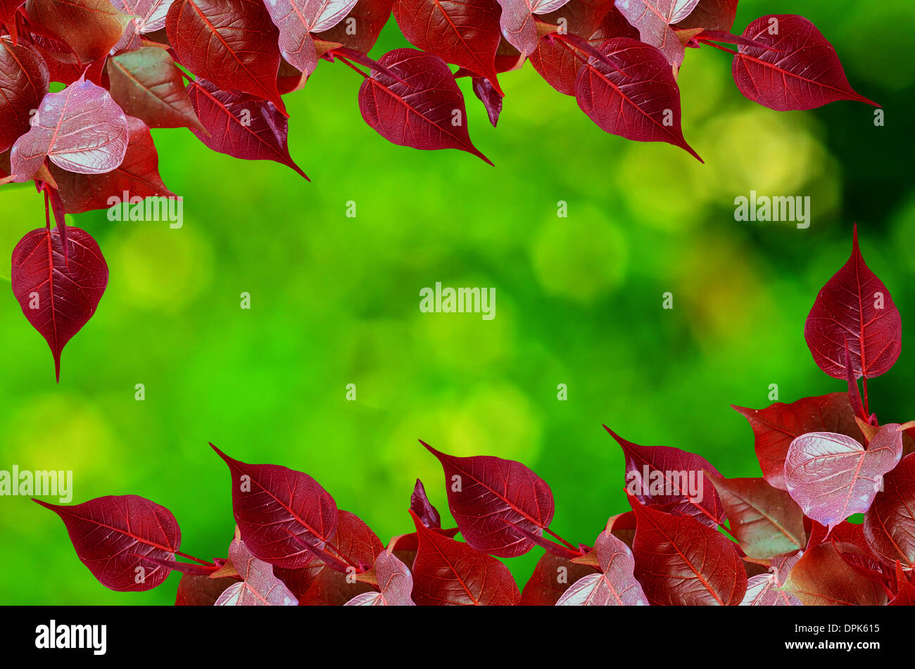 Red Pho leave buds on green nature bokeh Stock Photo - Alamy