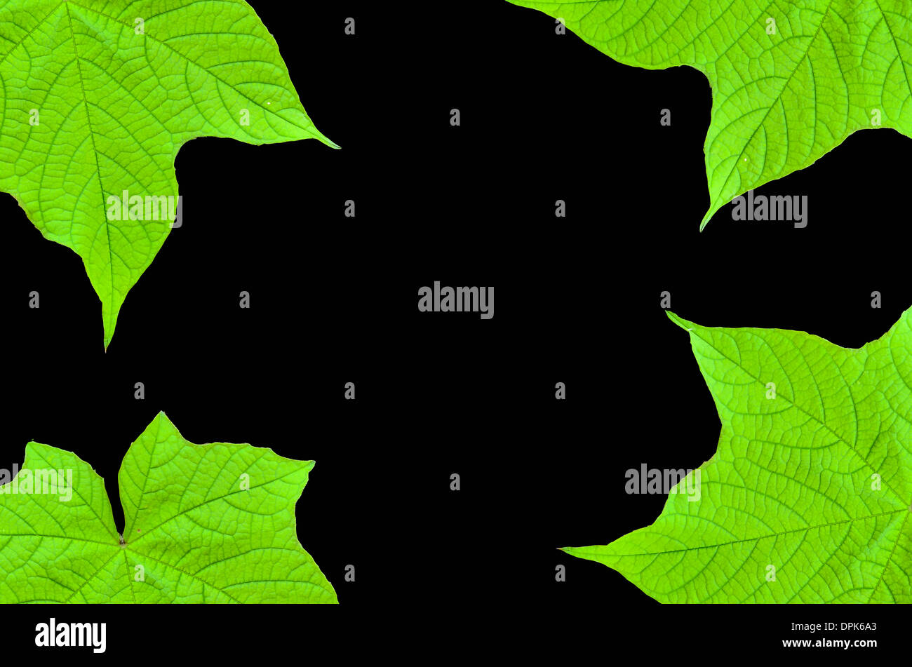 Soft leaf hi-res stock photography and images - Alamy