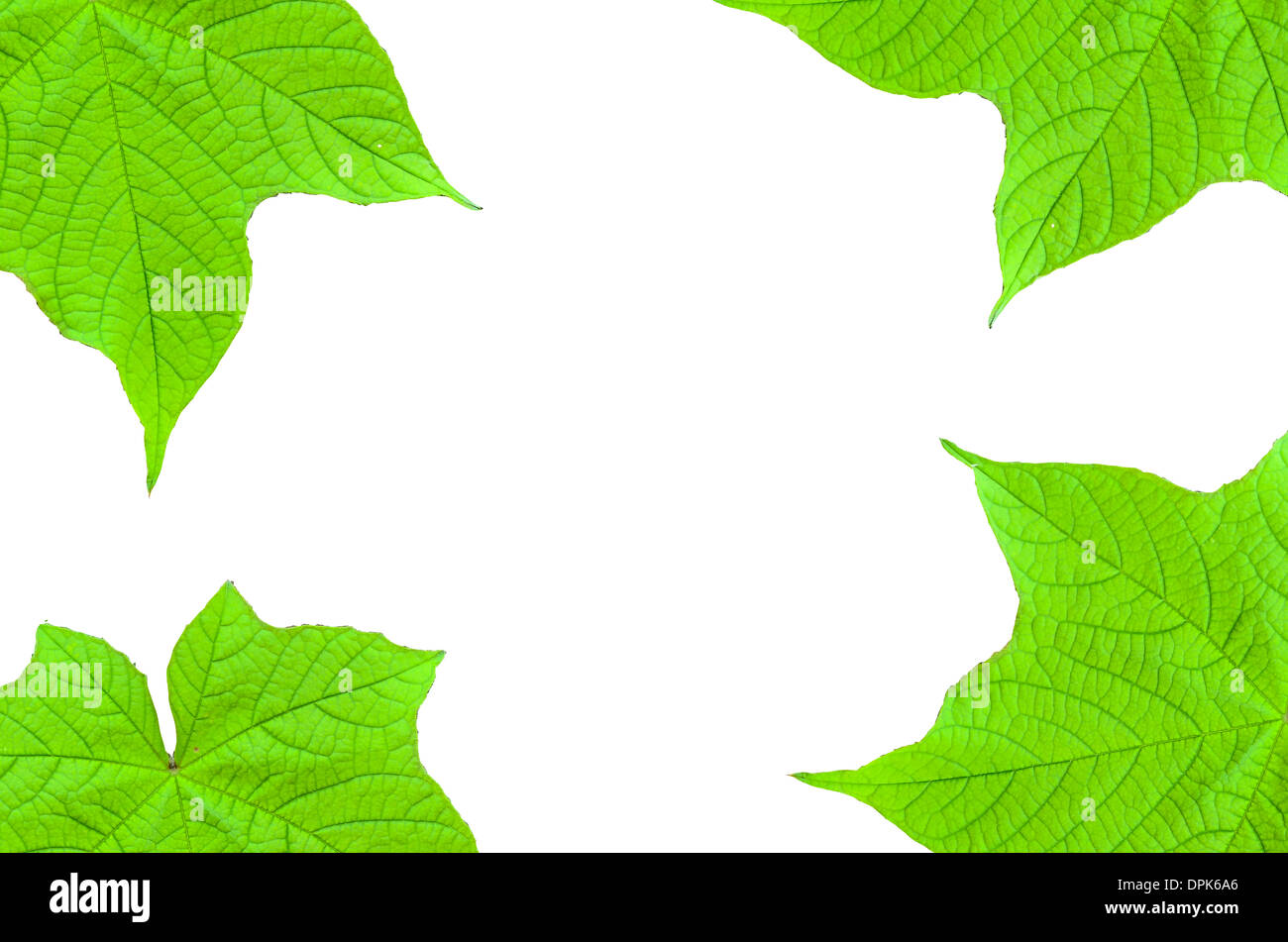 Soft green hi-res stock photography and images - Alamy